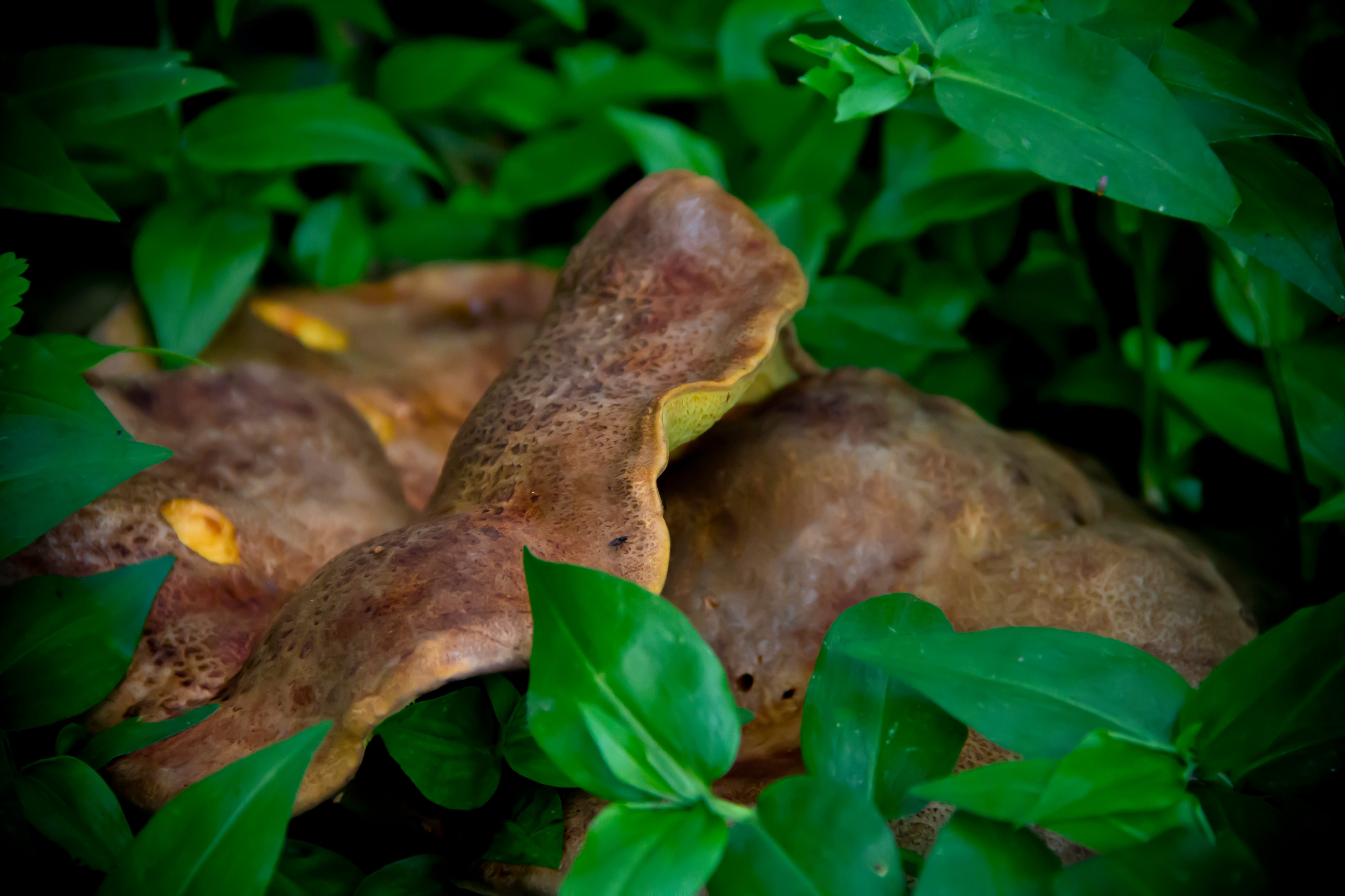 Psychedelics Substance: The History & Future
